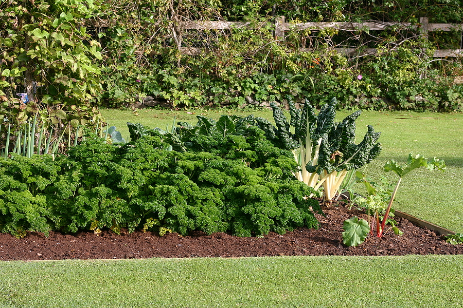 5 Steps to Fostering a Healthy Vegetable Garden - Dolan Landscaping