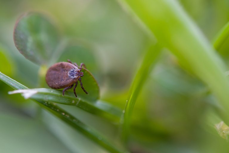 Fall Landscaping: Prepare for Deer Ticks - Dolan Landscaping